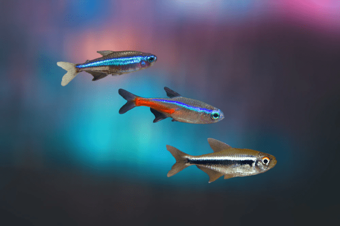 Neon Tetra Green Neon Tetra Black Neon Tetra Explained