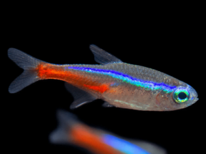 Neon Tetra vs Cardinal Tetra