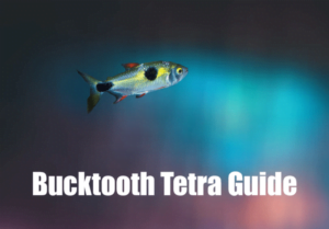 The Ultimate Care Guide For Bucktooth Tetra