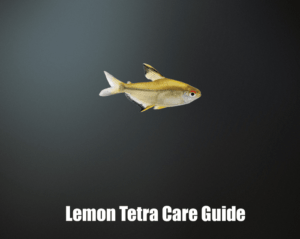 The Ultimate Care Guide for Lemon Tetra