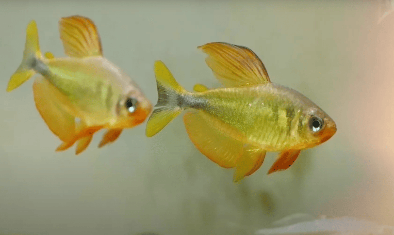 The Ultimate Care Guide for Raccoon Tetra