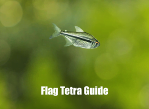 The Ultimate Care Guide For Flag Tetra