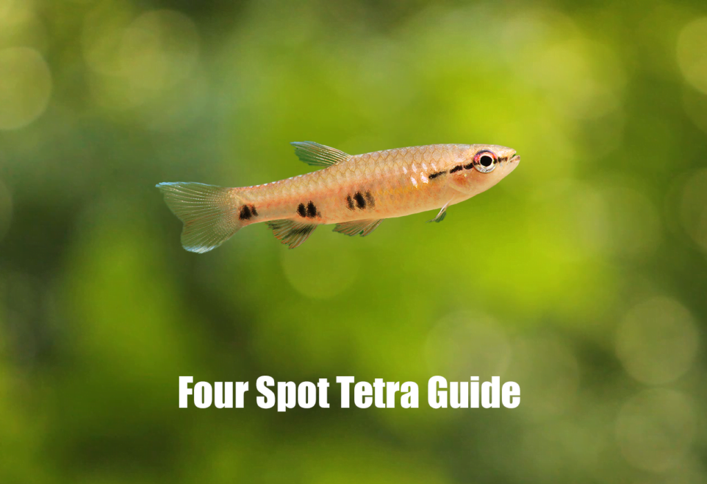 The Ultimate Care Guide For Four Spot Tetra